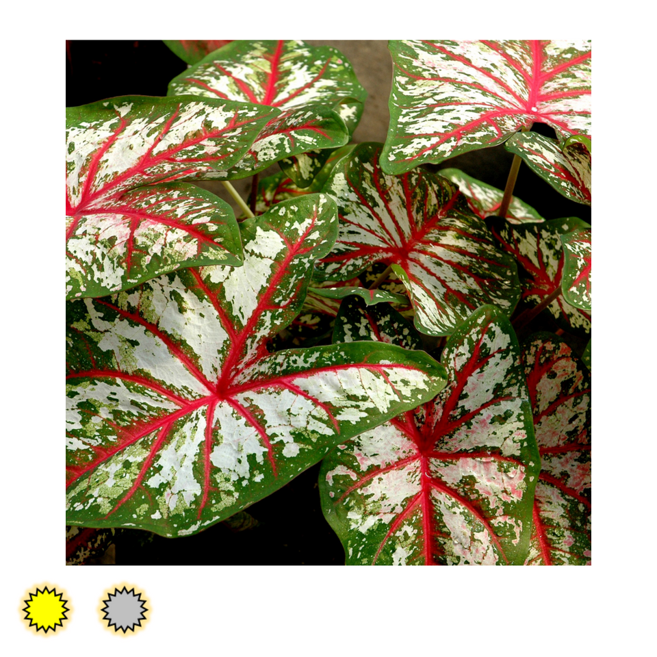 Fancy Plants Farms - Fancy Leaf Caladium Bulbs for Sale in Florida