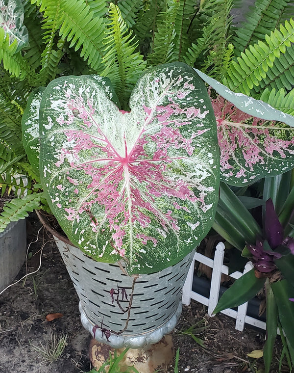 Pink Cloud caladium bulbs by Fancy Plants Farms