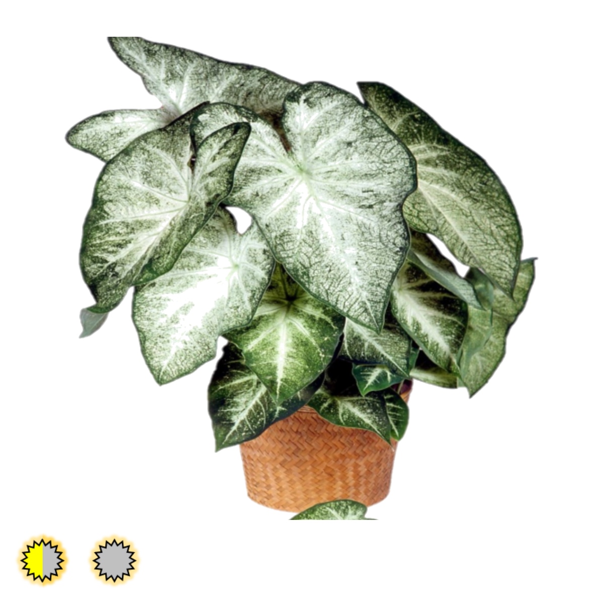 June Bride Caladium bulbs by Fancy Plants Farms