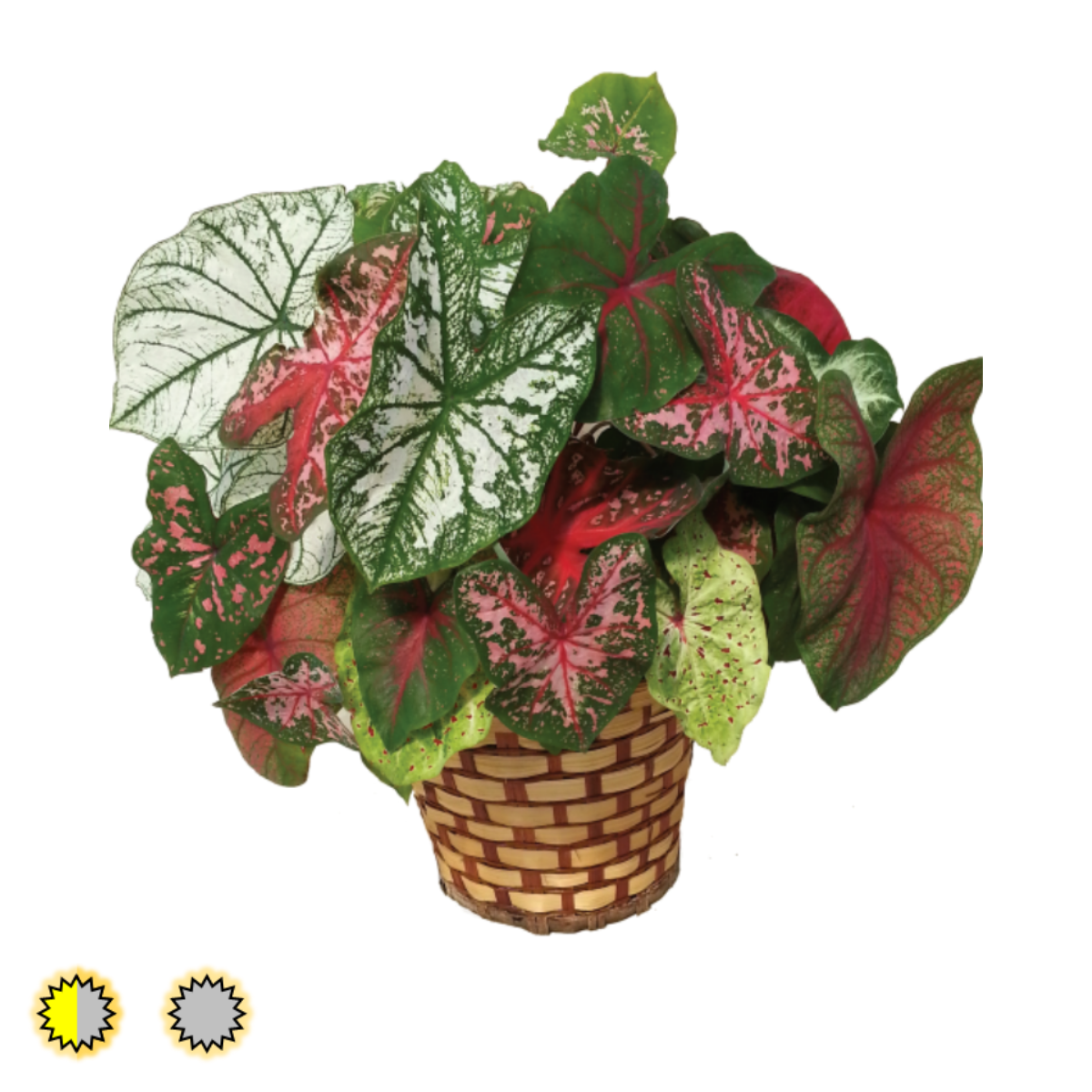 Rainbow caladium bulbs by Fancy Plants Farms