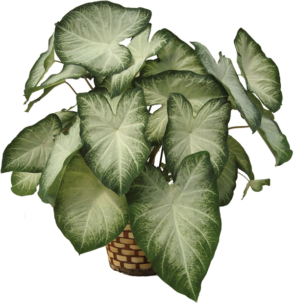 Aaron Caladium bulbs by Fancy Plants Farms