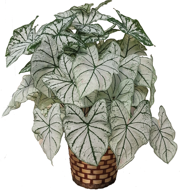 Candidum Caladium bulbs by Fancy Plants Farms